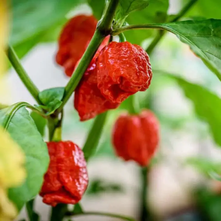 8 Ways to Cook with Carolina Reaper Peppers – The Spicy Trio