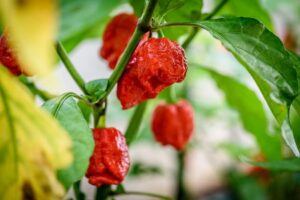 Apollo Peppers – 7 Fascinating Facts You Should Know – The Spicy Trio