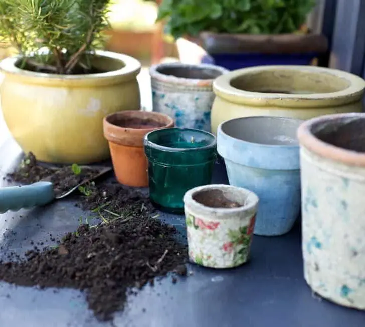 How to Grow Peppers in Containers – A Complete Guide – The Spicy Trio