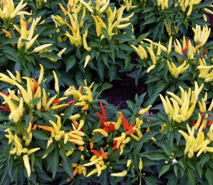 Nine Types of Chile Peppers Grow Straight Up – The Spicy Trio