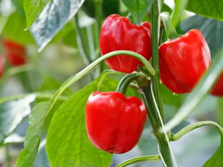 Nine Types of Chile Peppers Grow Straight Up – The Spicy Trio