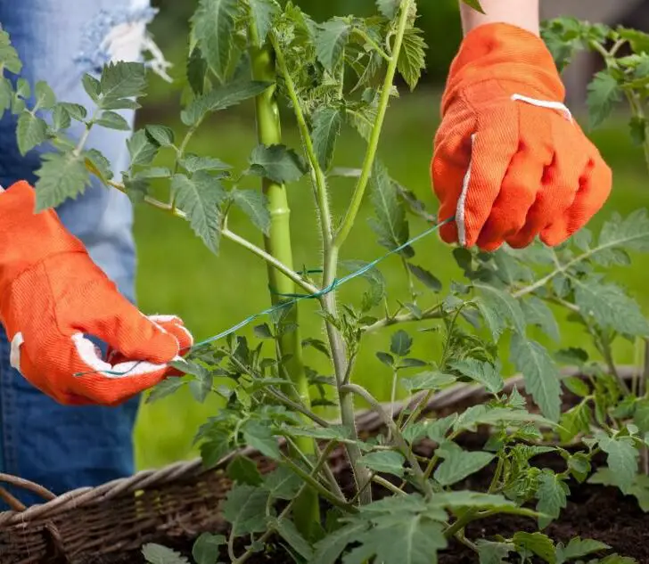 How and When to Precisely Stake Pepper Plants – The Spicy Trio