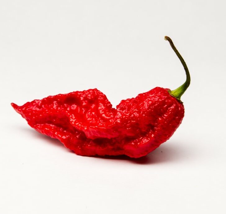 How to Tell When a Ghost Pepper is Ripe? – The Spicy Trio