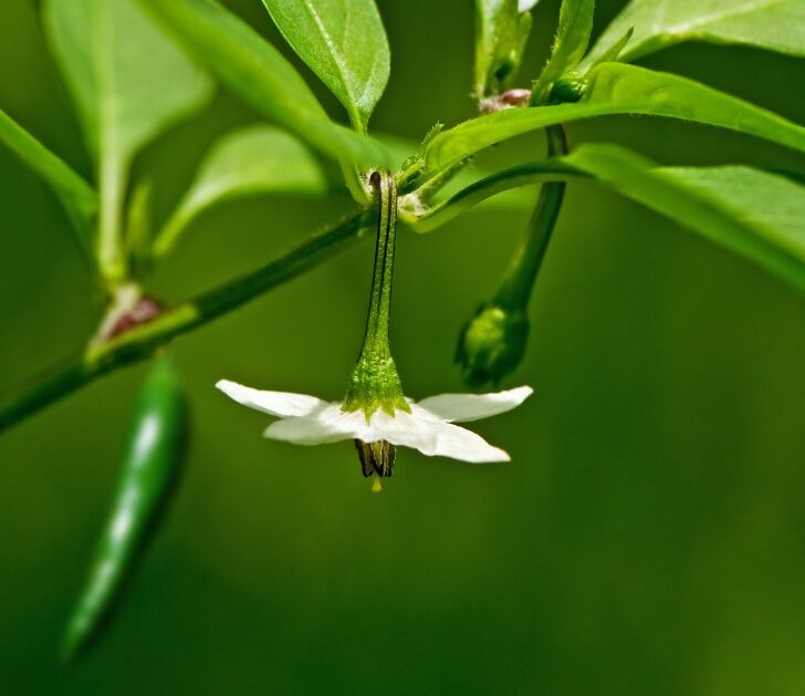 7 Reasons Why Your Pepper Plant’s Flowers are Dropping – The Spicy Trio