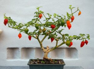 What is a Bonchi: Bonsai Your Pepper Plant – The Spicy Trio