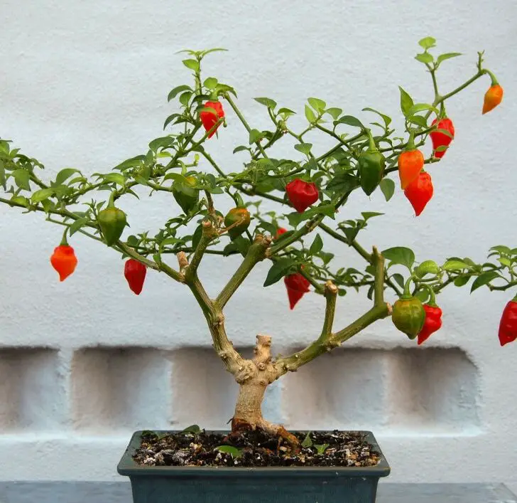 What is a Bonchi: Bonsai Your Pepper Plant – The Spicy Trio