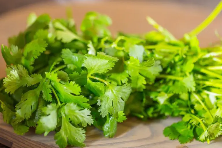 7 Reasons Why Your Cilantro Plant is Wilting & How to Fix it – The ...