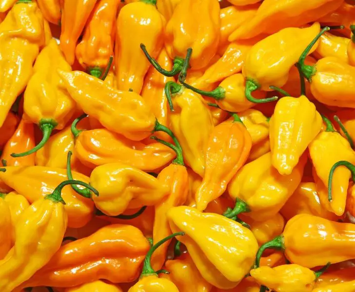Fatalii Peppers: 7 Things to Know – The Spicy Trio