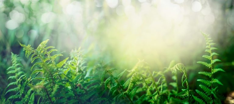 What Does Partial And Full Sun Really Mean For Gardening The Spicy Trio what-does-partial-and-full-sun-really-mean-for-gardening-the-spicy-trio