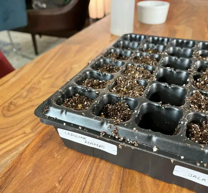 How to Quickly Germinate Carolina Reaper Seeds – The Spicy Trio
