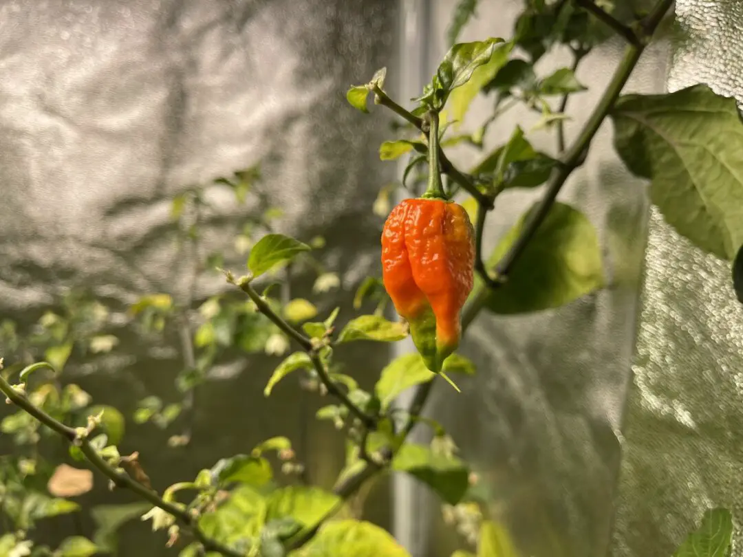 Carolina Reaper Peppers Not Turning Red? (Here’s Why) – The Spicy Trio