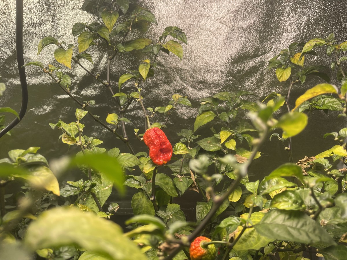 How to Grow Carolina Reaper Peppers: A Complete Guide – The Spicy Trio